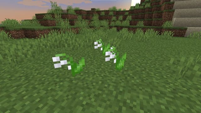 Where to find Lily of the Valley in Minecraft?