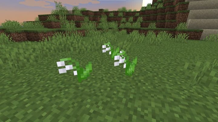 Where to find Lily of the Valley in Minecraft?