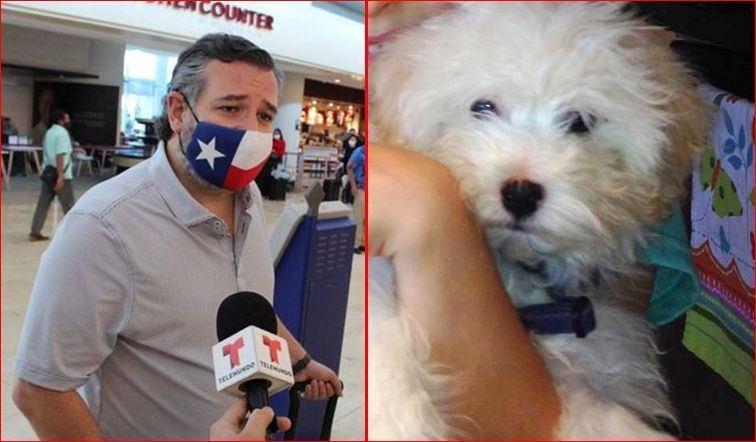 Twitter wants justice for Ted Cruz's dog "Snowflake" who was abandoned ...