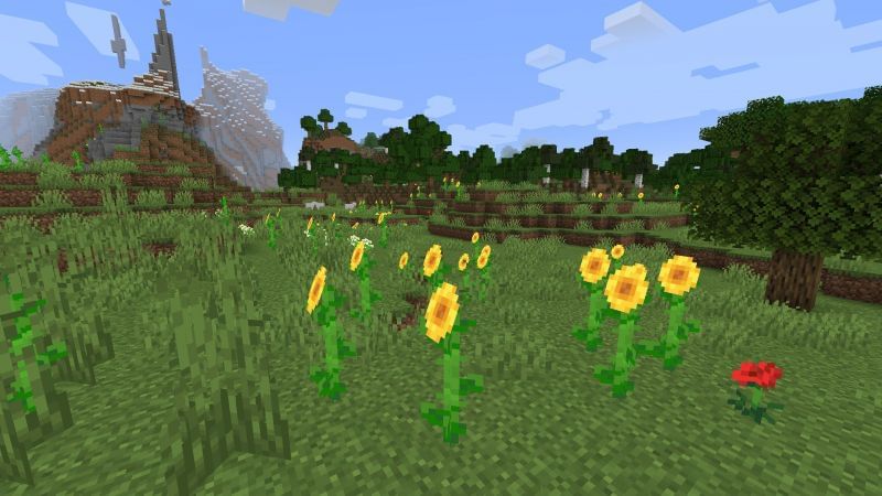 Where to find Minecraft sunflowers