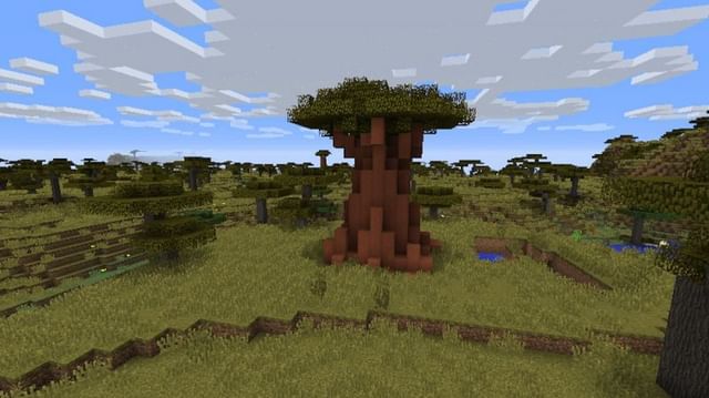 Where to find Acacia wood in Minecraft
