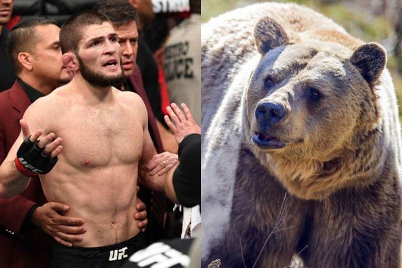 Watch: When a grown-up Khabib Nurmagomedov wrestled with a bear again