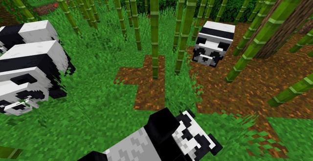 Where to find pandas in Minecraft