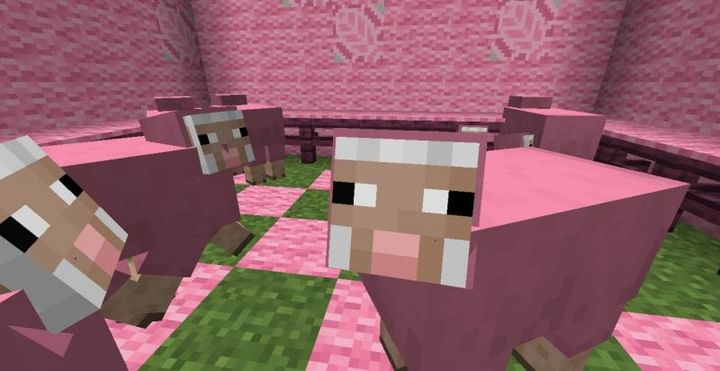 3 things players didn't know about Pink Sheep in Minecraft