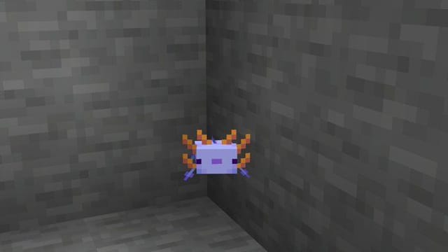 What is the rarest Axolotl in Minecraft?