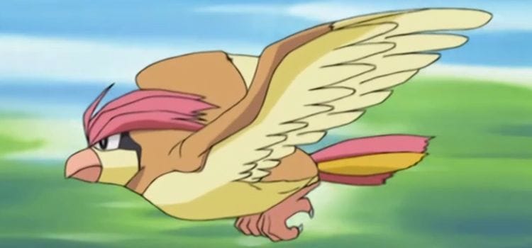Pidgeotto Pokémon: How to Catch, Moves, Pokedex & More