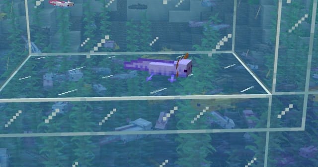 Which is the rarest axolotl in Minecraft 1.17 update? Everything ...