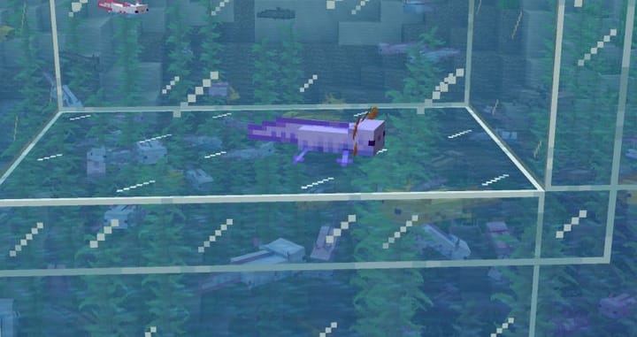 Which is the rarest axolotl in Minecraft 1.17 update? Everything ...