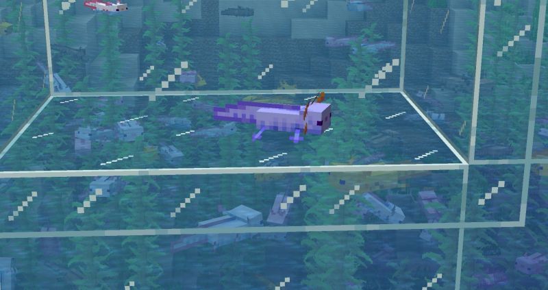 Top 5 rarest animals in Minecraft