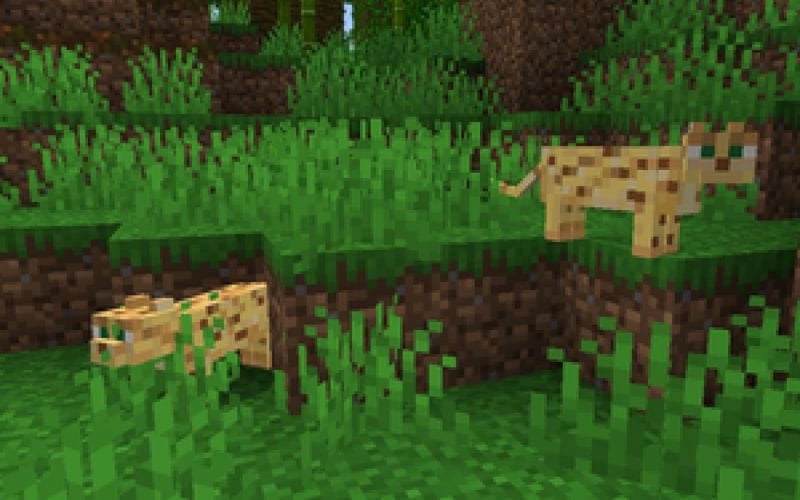 Ocelots in Minecraft: All you need to know