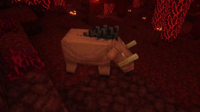 5 things you probably didn't know about hoglins in Minecraft