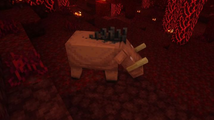 5 things you probably didn't know about hoglins in Minecraft