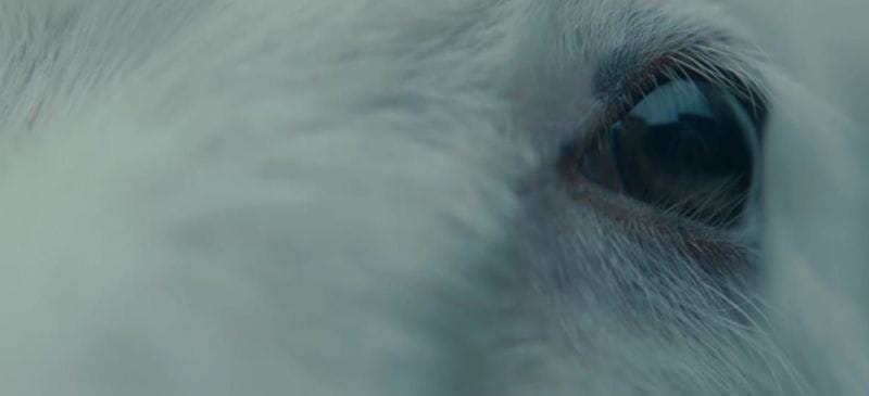 Where to watch Lamb 2021? Release date, streaming details, plot and all ...