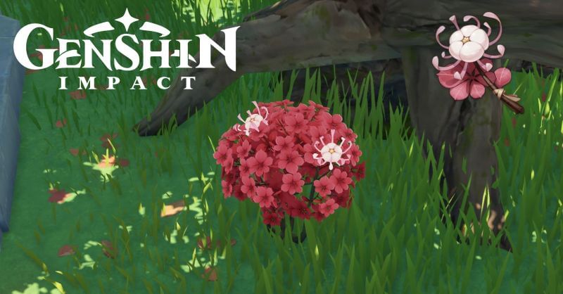 Where to get Silk Flowers in Genshin Impact