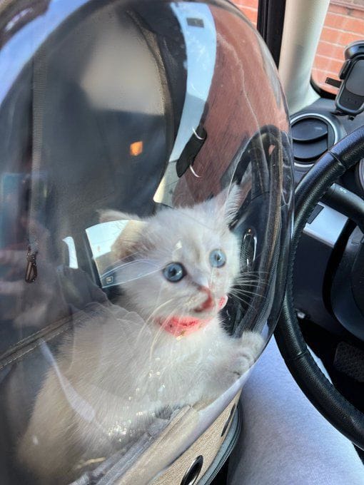 Twitch streamer Plushys' wholesome moment with her new cat