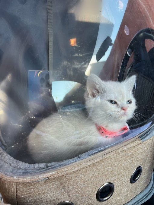 Twitch streamer Plushys' wholesome moment with her new cat