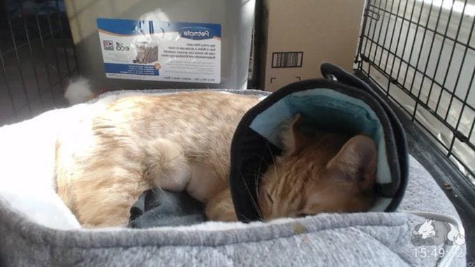 OTK's Jambo the cat parodies Pokimane's viral tweet