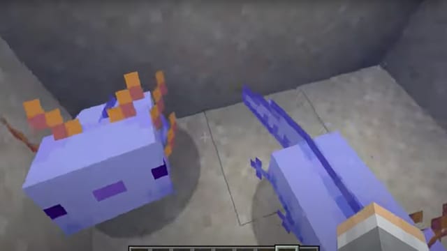 How to spawn a blue axolotl in Minecraft Bedrock Edition