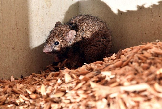 Male Contraceptive Pills: Key findings explained as safe tests on mice ...