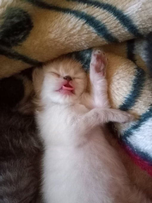 Pokimane asks fans if she should get another cat on Twitter