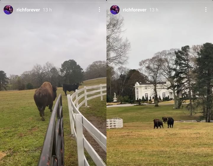 Where does Rick Ross live? Rapper gifted two giant buffaloes for his ...