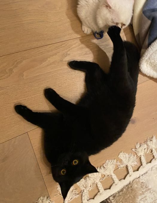 Sykkuno reveals desire to get cat on recent Just Chatting stream