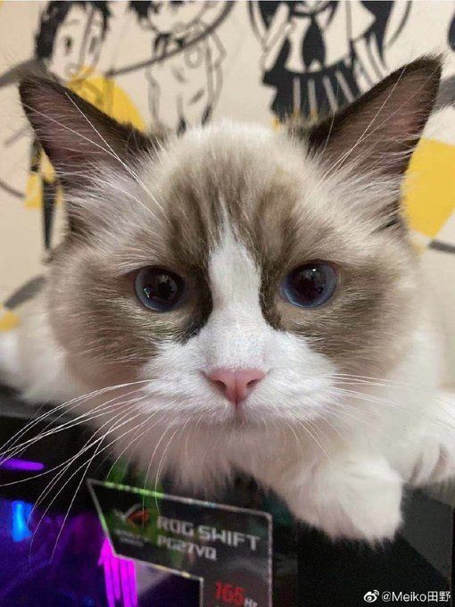 "The EDG skins splash are so sick": League of Legends community ...