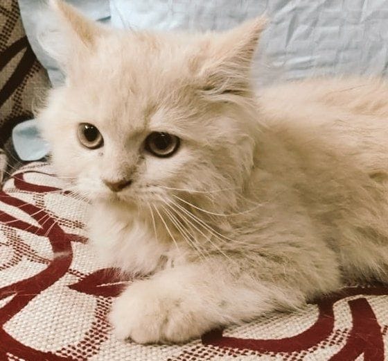 Pokimane names her cat Beau: Sykkuno, QuarterJade, and more react