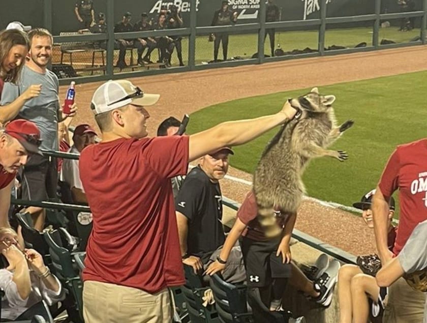 Arkansas baseball fan captures a raccoon in the stands while attending ...
