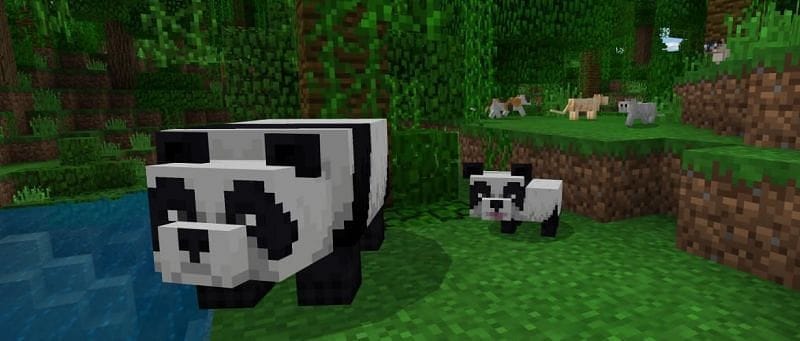 Minecraft Pandas: Spawning, Behavior, Appearance & Breeding