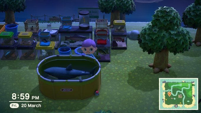 5 most rare fish in Animal Crossing: New Horizons (2022)