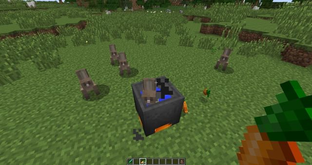 Can you tame a rabbit in Minecraft?