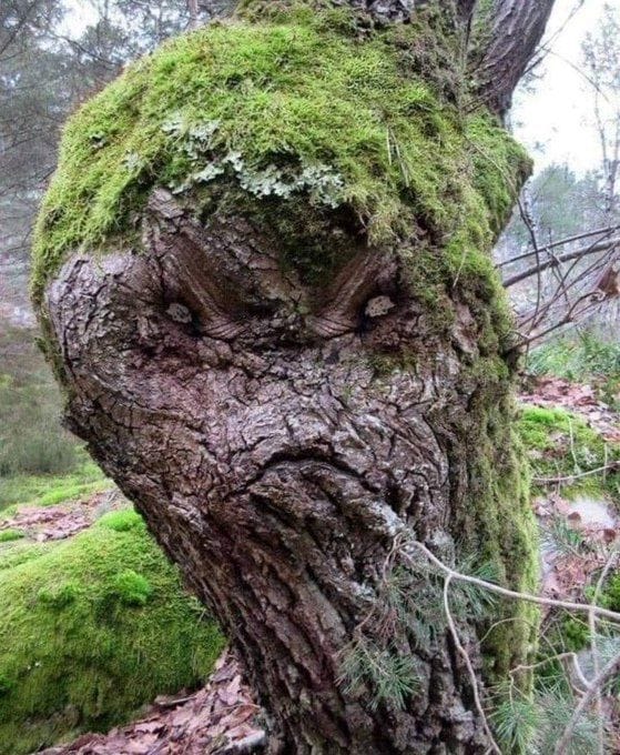 Where is Groot from in the comics? Origin explored amid 'I am Groot ...