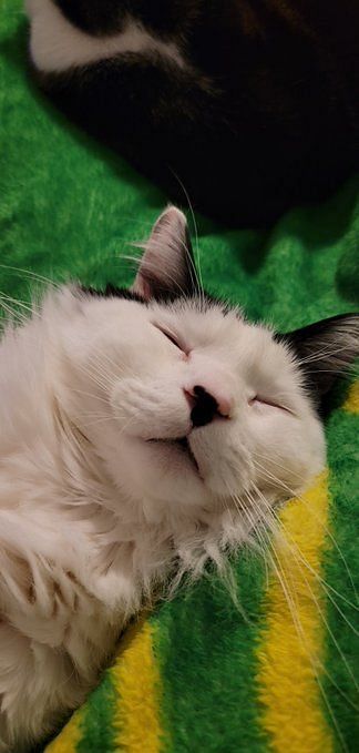 Ludwig thanks his fans for 3 million subs on YouTube, offers them ...