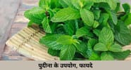  5 6 Uses And Benefits Of Peppermint In Hindi