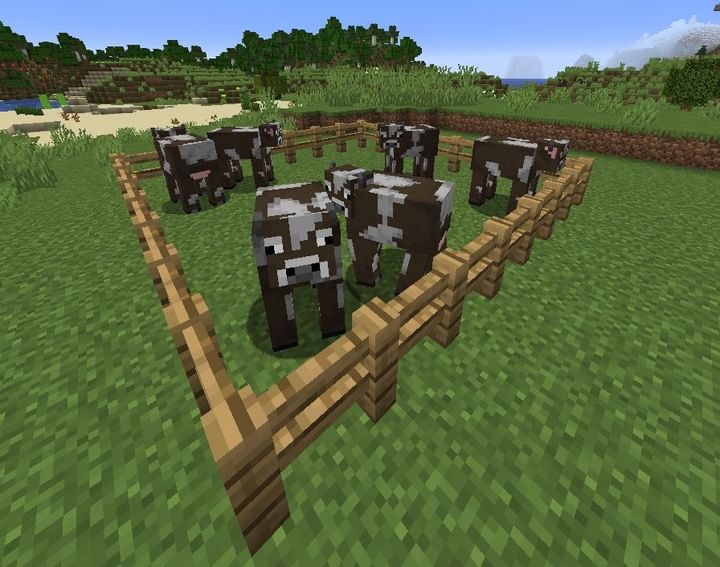 Minecraft Cows Wiki - Behavior, Spawn, Breeding, Trivia, FAQs