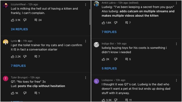 Ludwig gets fans to help him choose toys for his cat