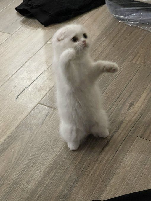 Ludwig thanks his fans for 3 million subs on YouTube, offers them ...