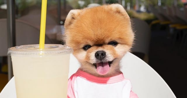 Jiffpom's Age, Bio, Net Worth, Career, Personal Life and FAQs