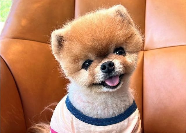 Jiffpom's Age, Bio, Net Worth, Career, Personal Life and FAQs