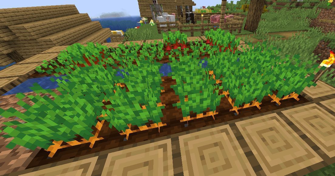 Carrots in Minecraft