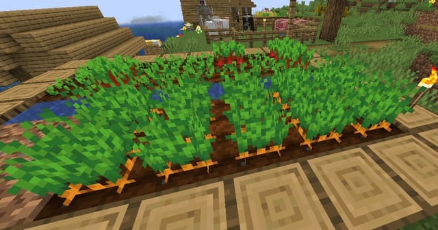 Carrots in Minecraft