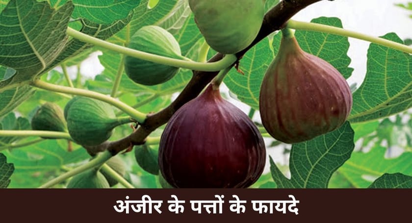 अंजीर के पत्तों के 5 फायदे-benefits of fig leaves in hindi