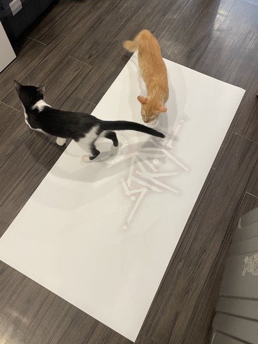 Meet Lala, the voice actor behind the feline protagonist in Stray