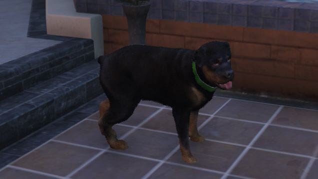 Chop in GTA 5