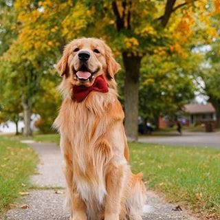 Tucker Budzyn's Profile, Net Worth, Age, Height, Relationships, FAQs