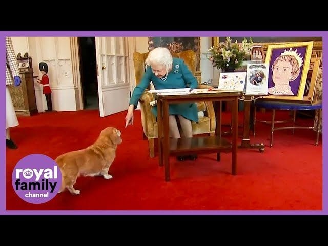 How many dogs did Queen Elizabeth II have? Everything to know about the ...