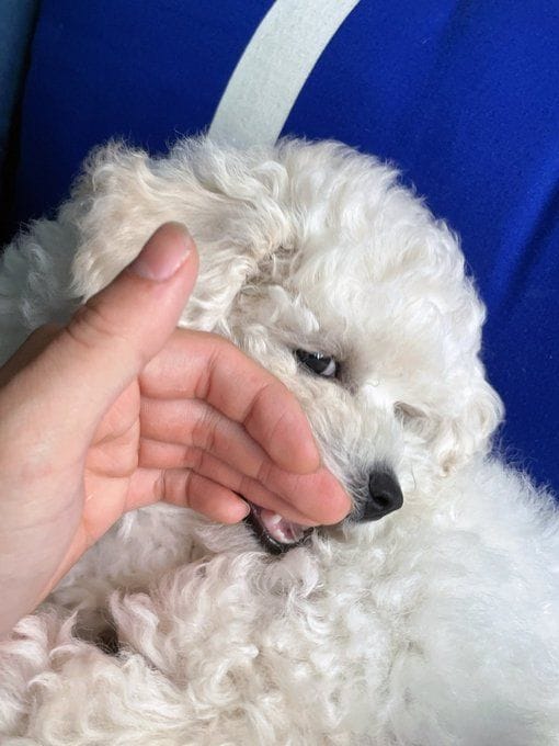 Meet Stray Kids’ pets: An introductory guide to the idols’ furry children