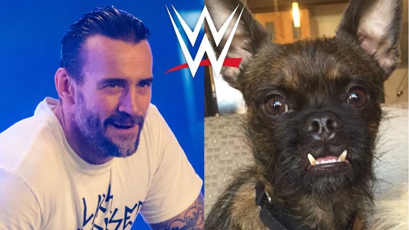 WWE veteran mockingly takes a dig at CM Punk's dog allegedly involved ...