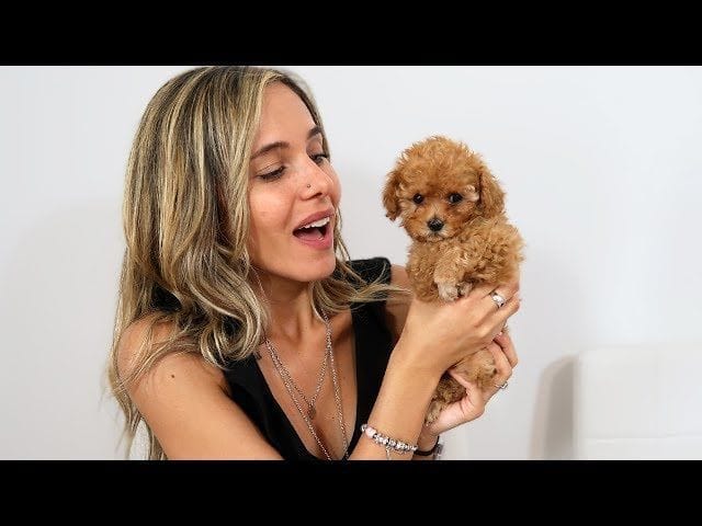 MikeShowSha's Profile, Net Worth, Age, Height, Relationships, FAQs